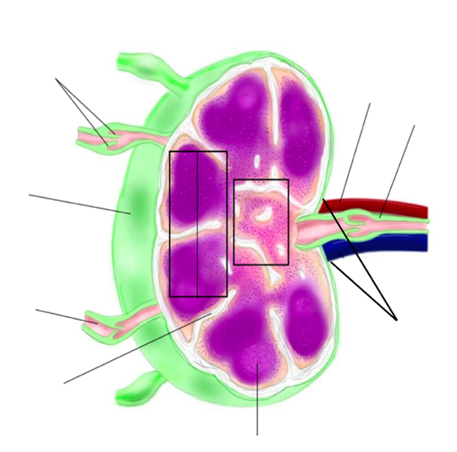 Solved Please label the following on the provided image of a | Chegg.com