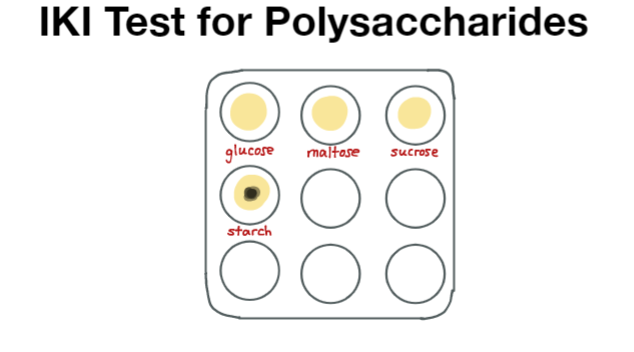 Solved IKI Test for Polysaccharides glucose maltose sucrose | Chegg.com