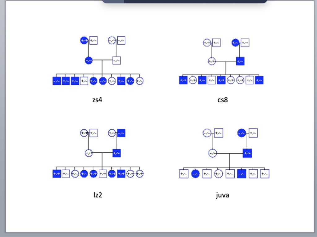 HUMAN GENE MAPPING LABORATORY For this lab, you will | Chegg.com