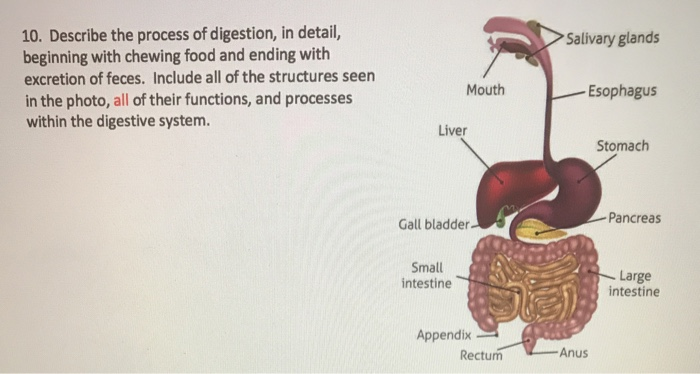 Solved 10. Describe the process of digestion, in detail, | Chegg.com