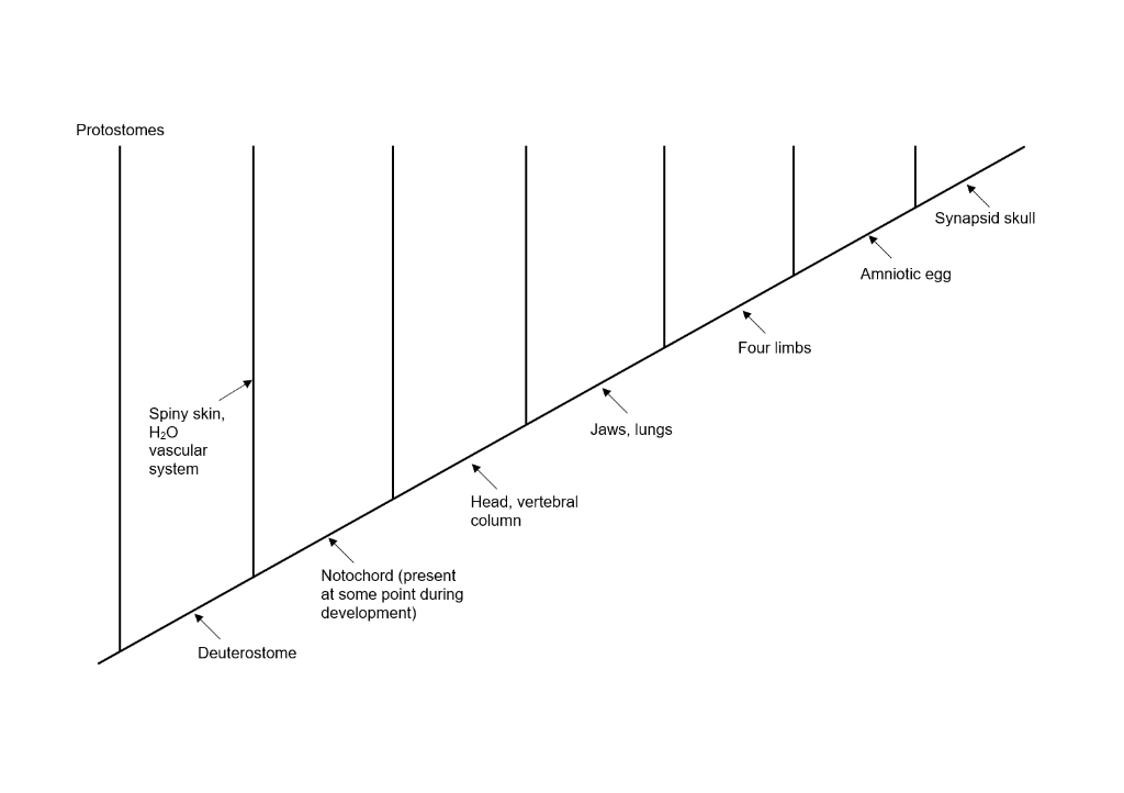 Solved Can someone help me fill out this cladogram? I am | Chegg.com