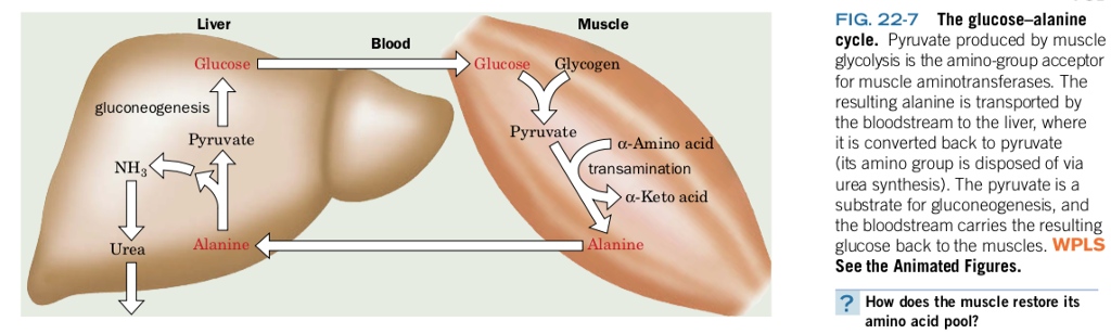 Gluconeogenesis Animation