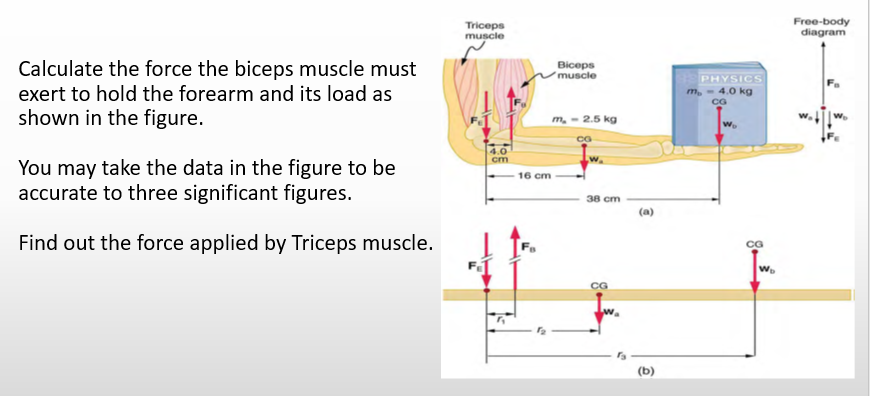 Solved Triceps muscle Free-body diagram Biceps muscle | Chegg.com