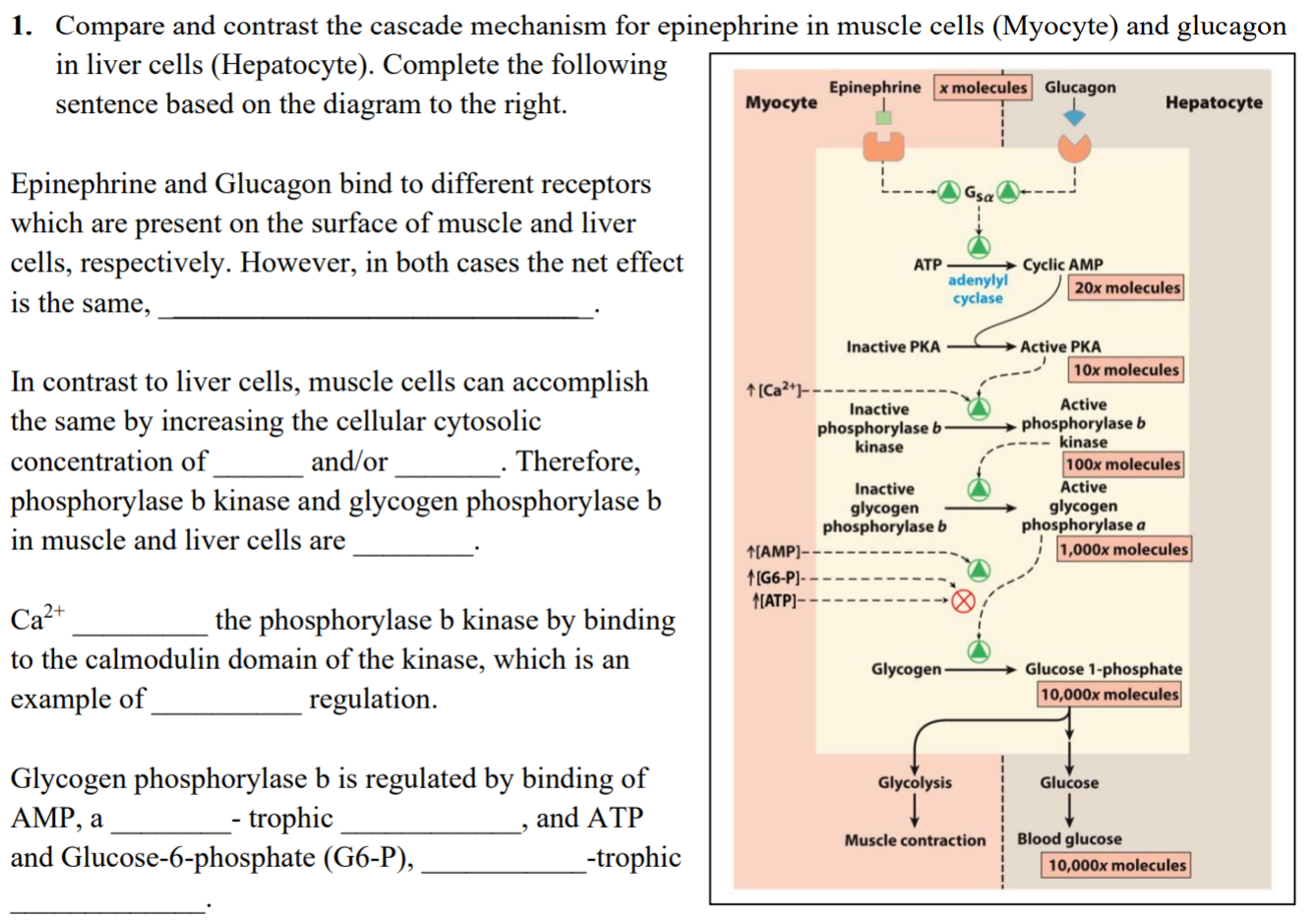 Solved 1. Compare and contrast the cascade mechanism for | Chegg.com