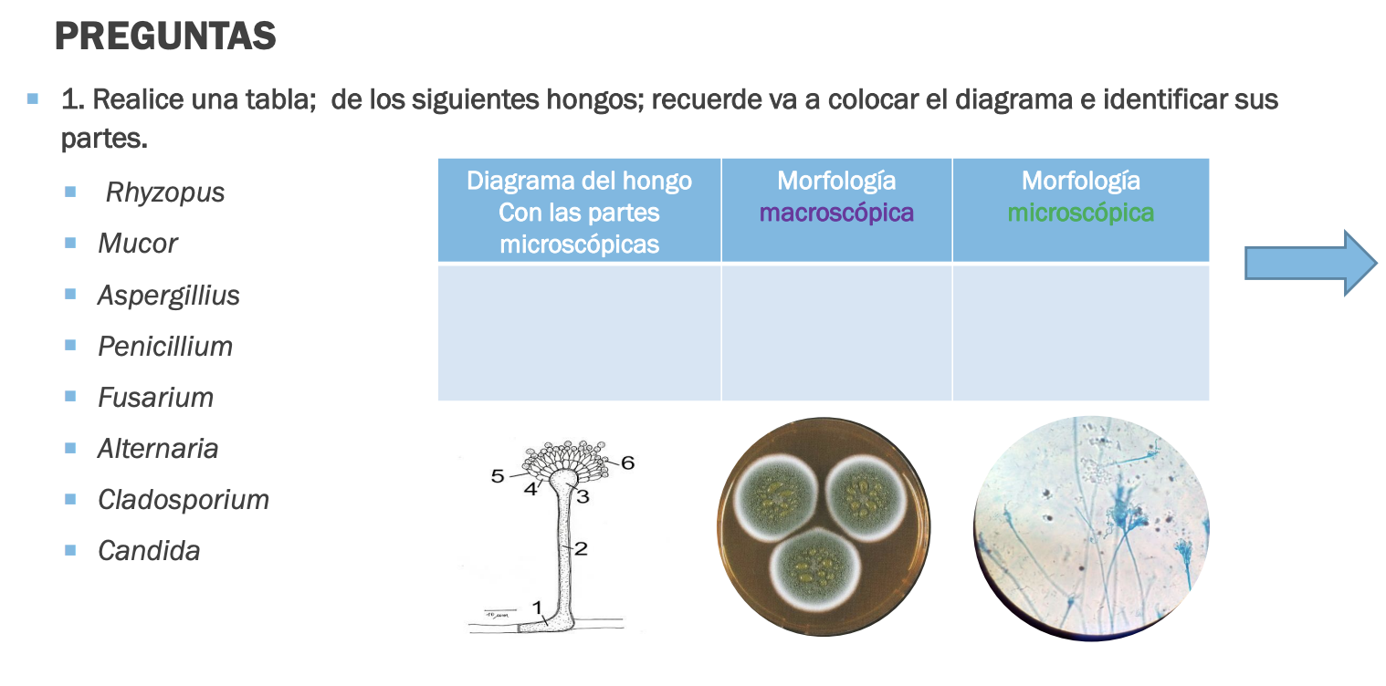 Solved - 1. Realice una tabla; de los siguientes hongos; | Chegg.com