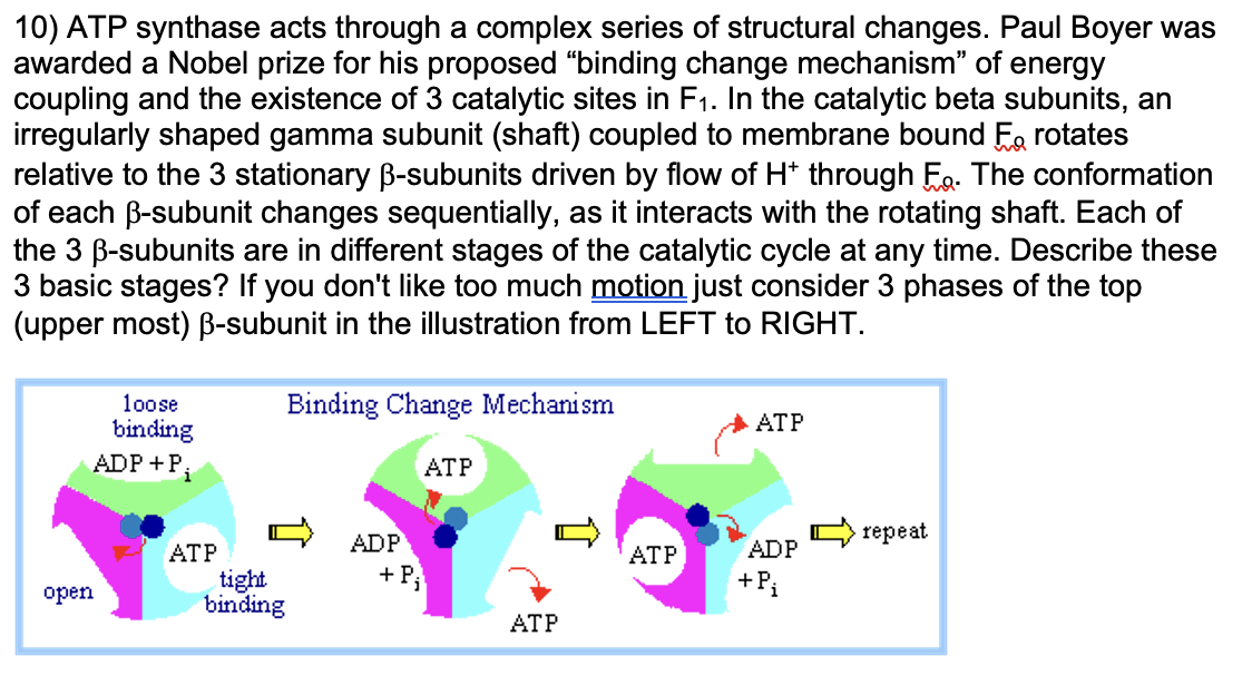 Solved 10) ATP synthase acts through a complex series of | Chegg.com