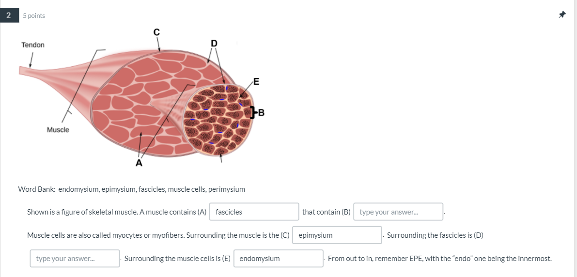 Solved 1 3 points B C Word bank: cardiac muscle, | Chegg.com