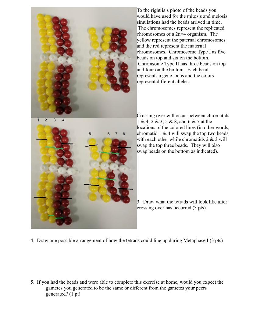 Meiosis Prophase 1 Beads