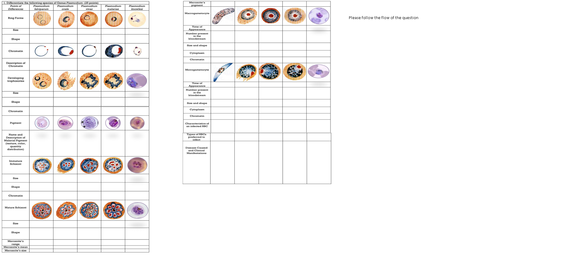 Merozoite's Plasmodium pigment Plasmodium malariae | Chegg.com