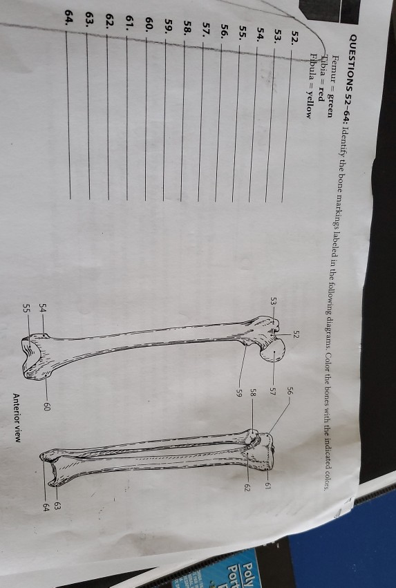 Solved QUESTIONS 52-64: Identify the bone markings labeled | Chegg.com