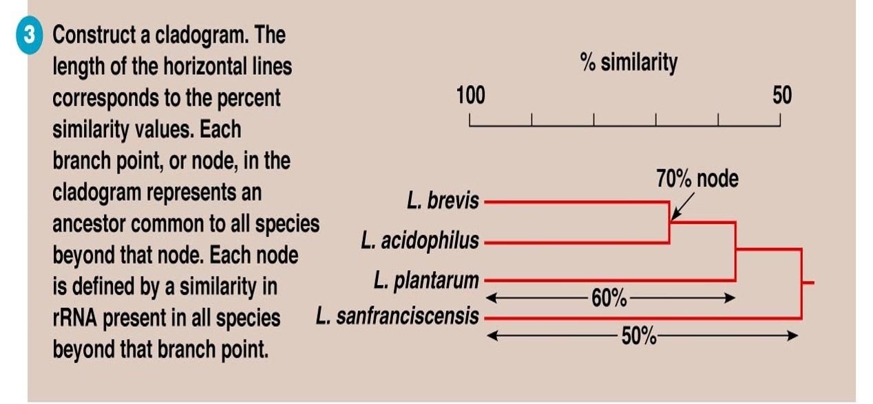Solved Build a cladogram using the genetic information and | Chegg.com