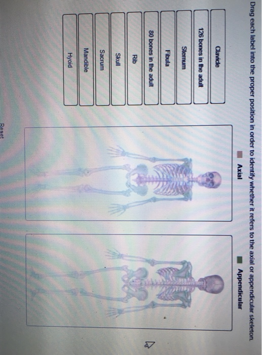 Solved Drag each label into the proper position in order to | Chegg.com