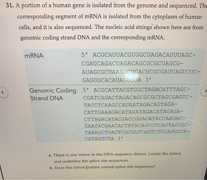 Solved 31. A portion of a human gene is isolated from the | Chegg.com