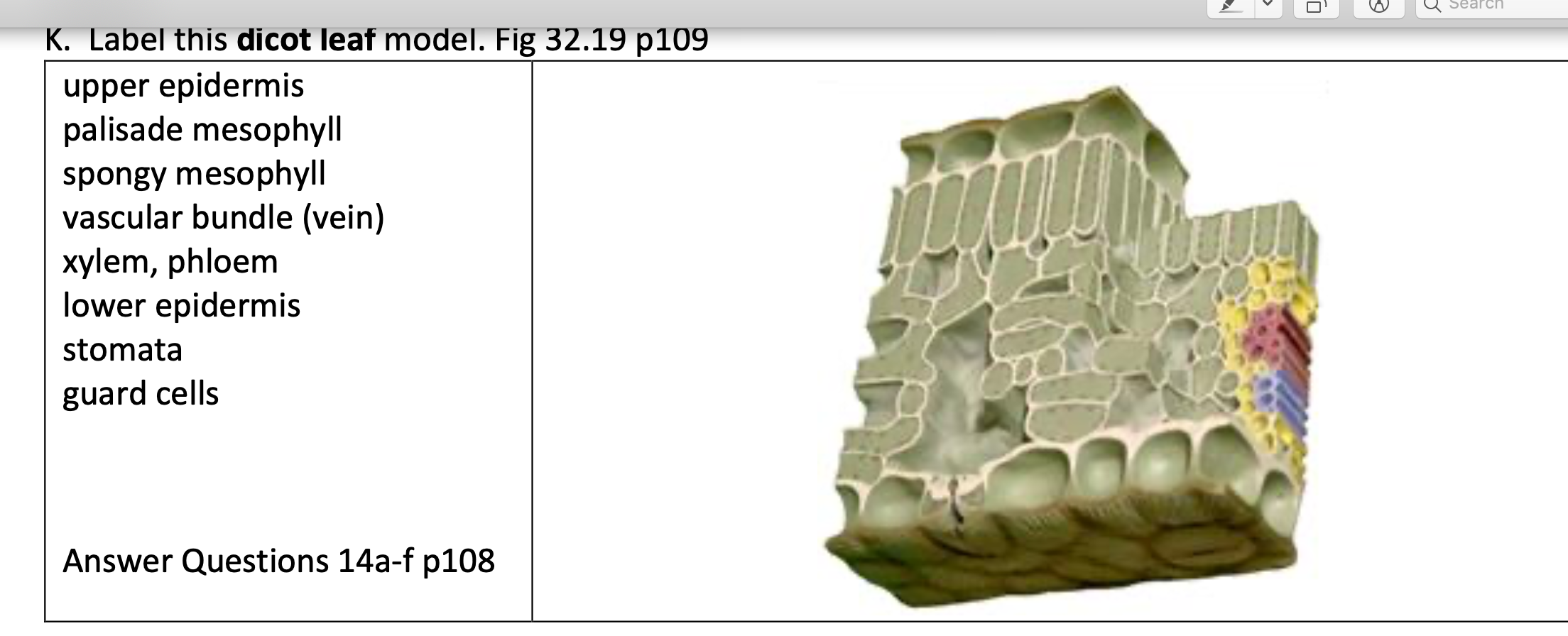 Solved o U u Search K. Label this dicot leaf model. Fig | Chegg.com