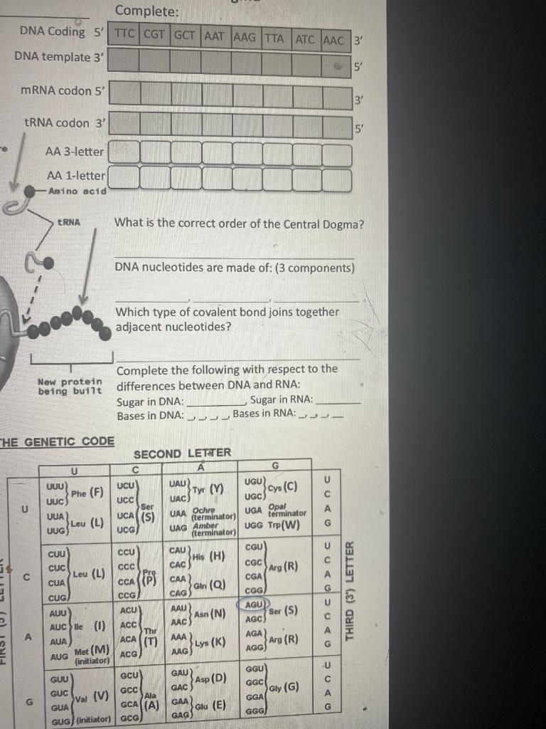 Solved Complete: DNA Coding 5 TTC CGT GCT AAT AAG TTA ATC | Chegg.com