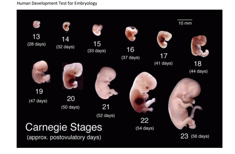 Solved Explain in detail the 4 developmental events (4 for | Chegg.com
