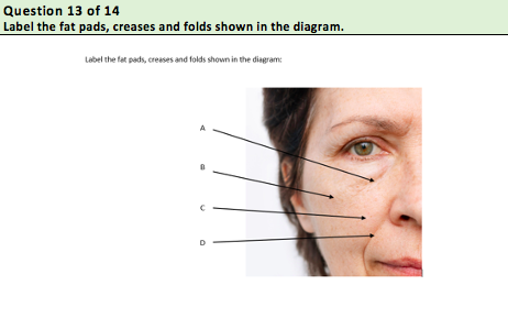 Solved Label the lat pads, creases and folds shown in the | Chegg.com