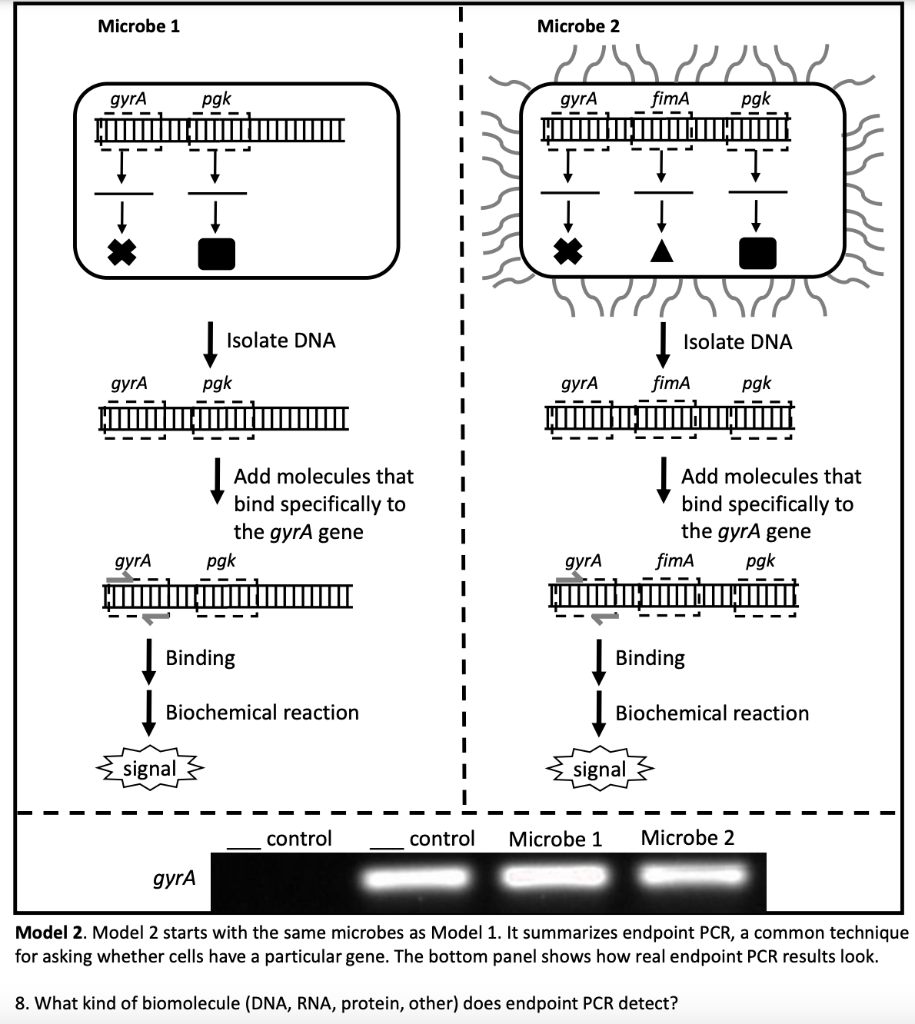 Solved Model 2. Model 2 starts with the same microbes as | Chegg.com