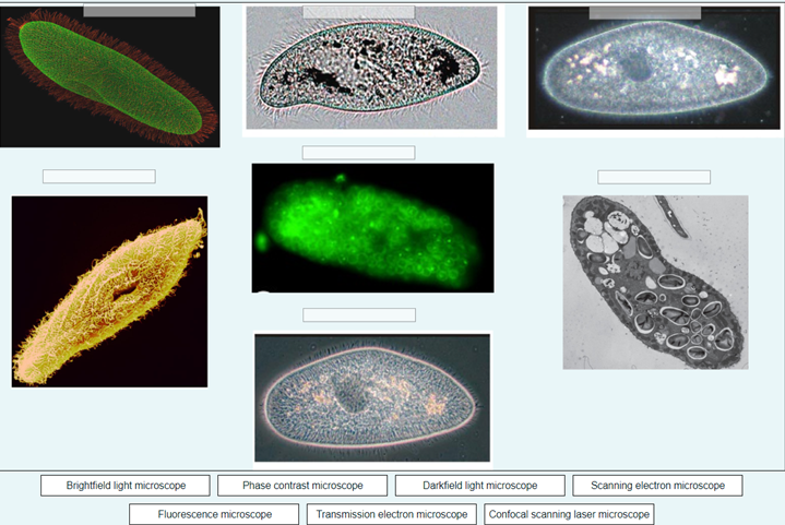 Solved Drag the name of microscope to the image produced by | Chegg.com