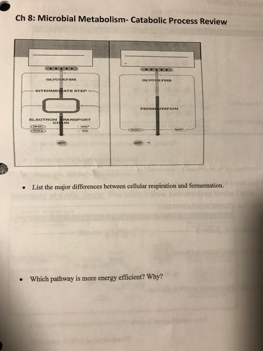 Solved Ch 8: Microbial Metabolism- Catabolic Process Review | Chegg.com