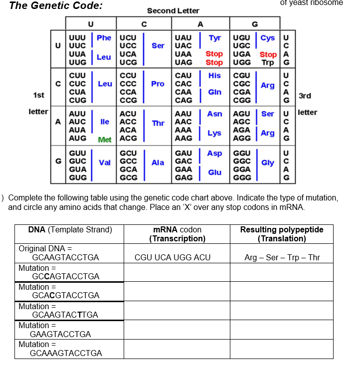 Solved The Genetic Code: of yeast ribosome Second Letter с А | Chegg.com