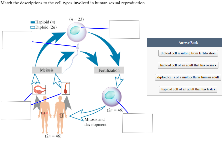 Solved Match the descriptions to the cell types involved in | Chegg.com