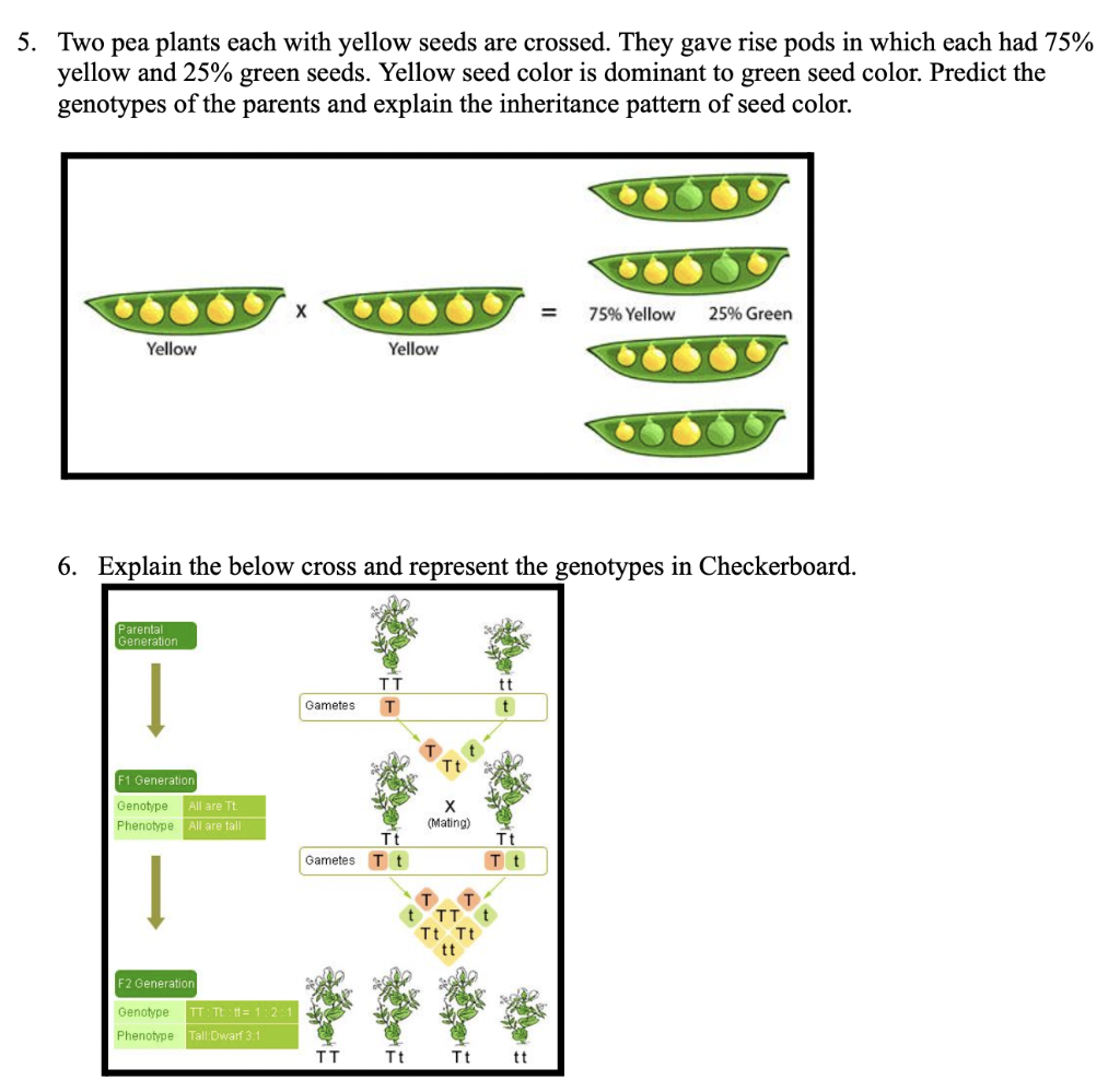 Solved 5. Two pea plants each with yellow seeds are crossed. | Chegg.com