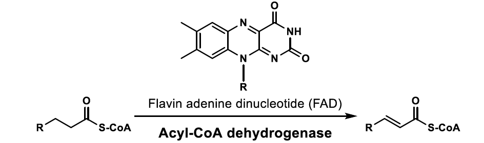 Solved Given the structure of FAD below, draw out detailed | Chegg.com