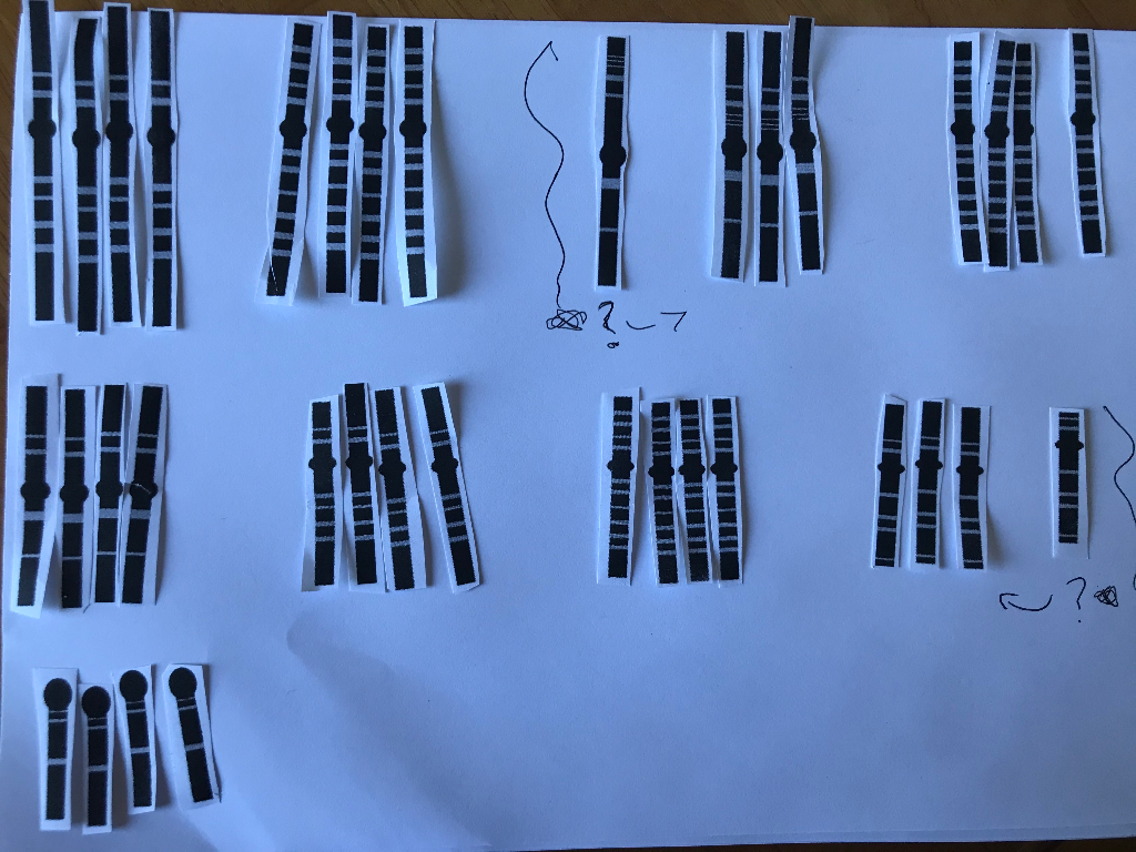 Solved I have to create a karyogram and answer questions | Chegg.com