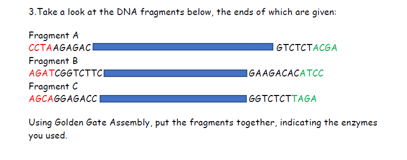 Solved 3. Take a look at the DNA fragments below, the ends | Chegg.com