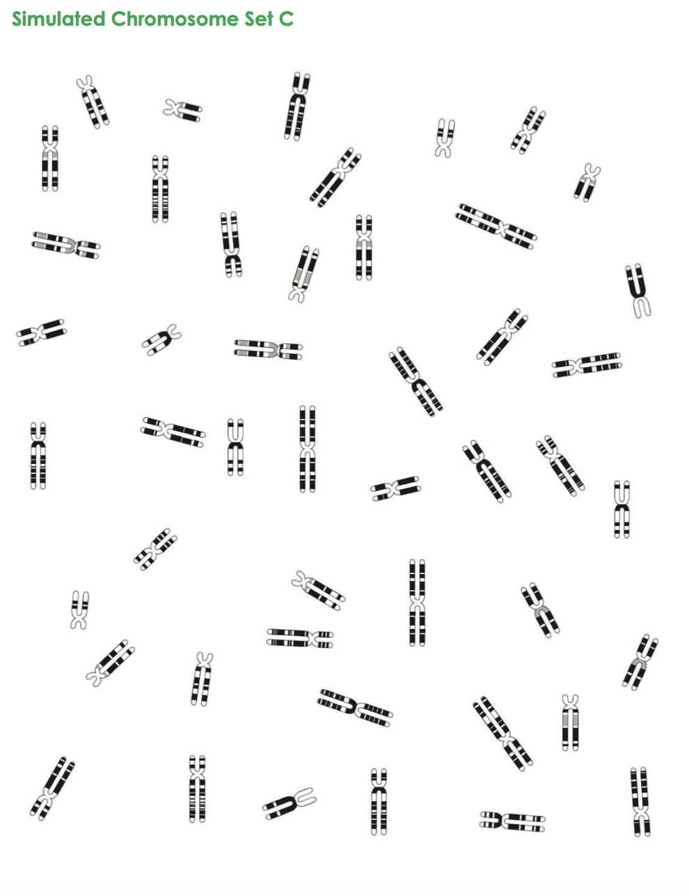 Pair the chromosomes, matching those that have the | Chegg.com