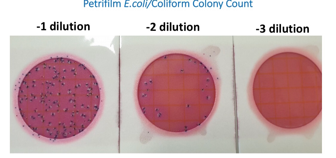 Solved Choose the petrifilm has 10-150 colonies on the film. | Chegg.com