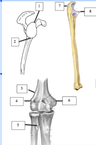 Solved Write the correct name of each of the bony landmarks | Chegg.com
