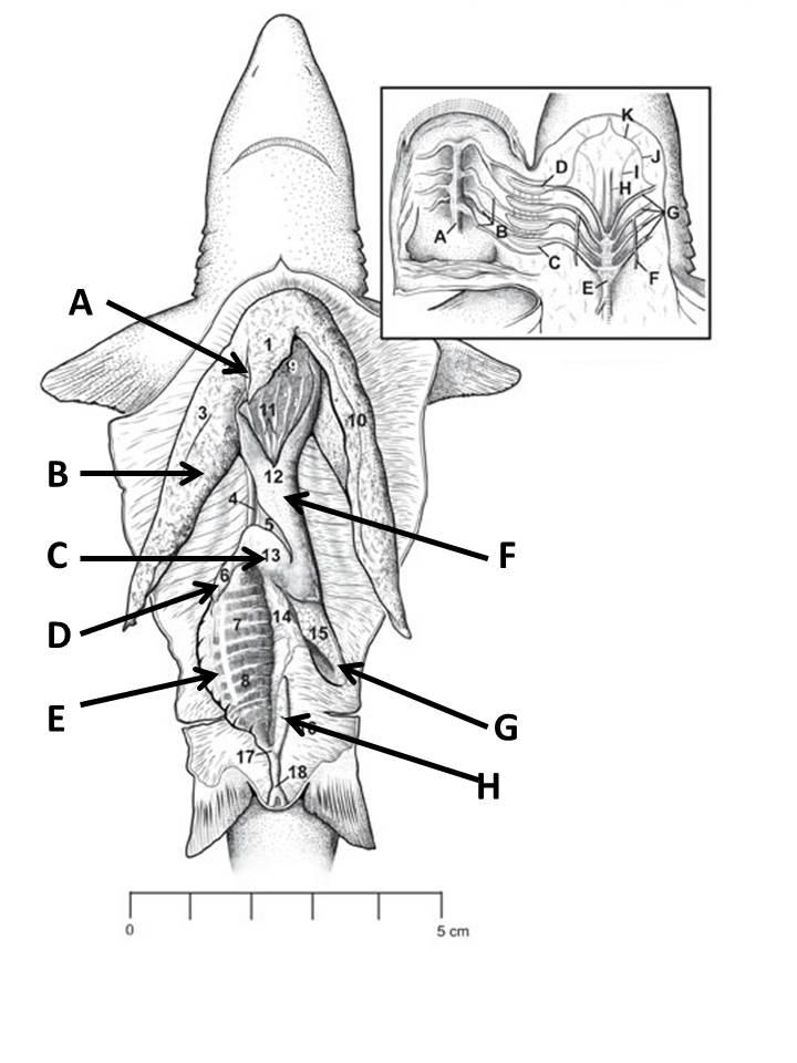 Spiny Dogfish Internal Anatomy Diagram