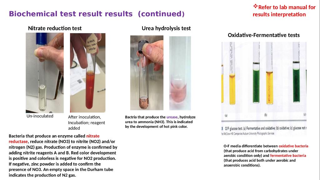 A “Virtual” Unknown Bacteria Identification Phylum | Chegg.com