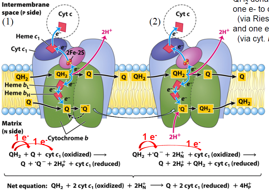 Solved Direct stepwise electron transfer of QH2 to 2 | Chegg.com