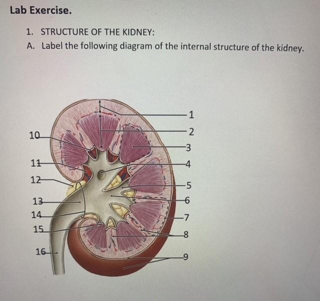 Solved Lab Exercise. 1. STRUCTURE OF THE KIDNEY: A. Label | Chegg.com