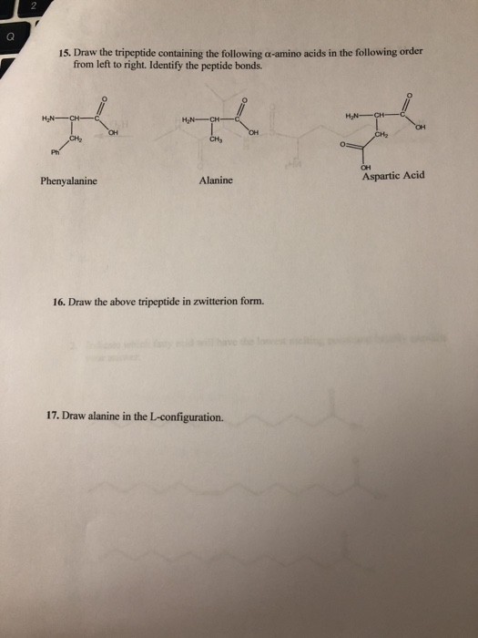 Solved 2 15 Draw the tripeptide containing the following | Chegg.com