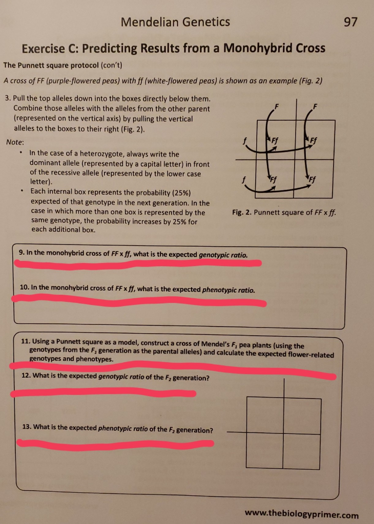 Solved: Mendelian Genetics 94 Exercise B: Mendel's Monohyb... | Chegg.com