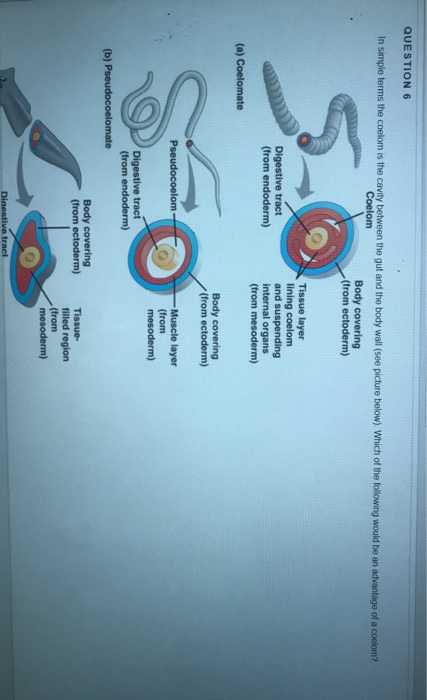Solved QUESTION 6 In simple terms the coelom is the cavity | Chegg.com