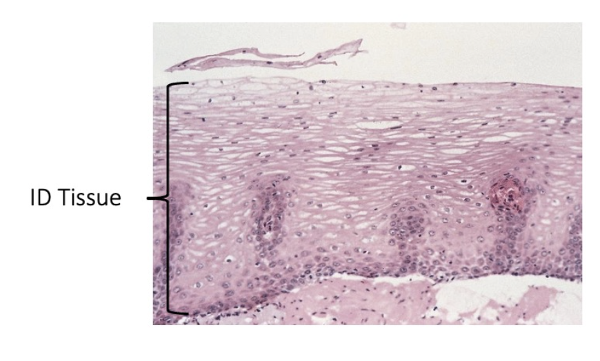 Solved ID Tissue | Chegg.com
