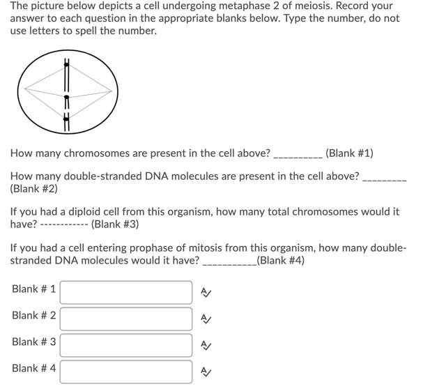 Solved The picture below depicts a cell undergoing metaphase | Chegg.com