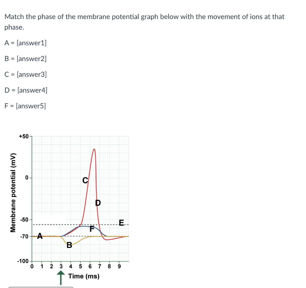 Solved Match the phase of the membrane potential graph below | Chegg.com