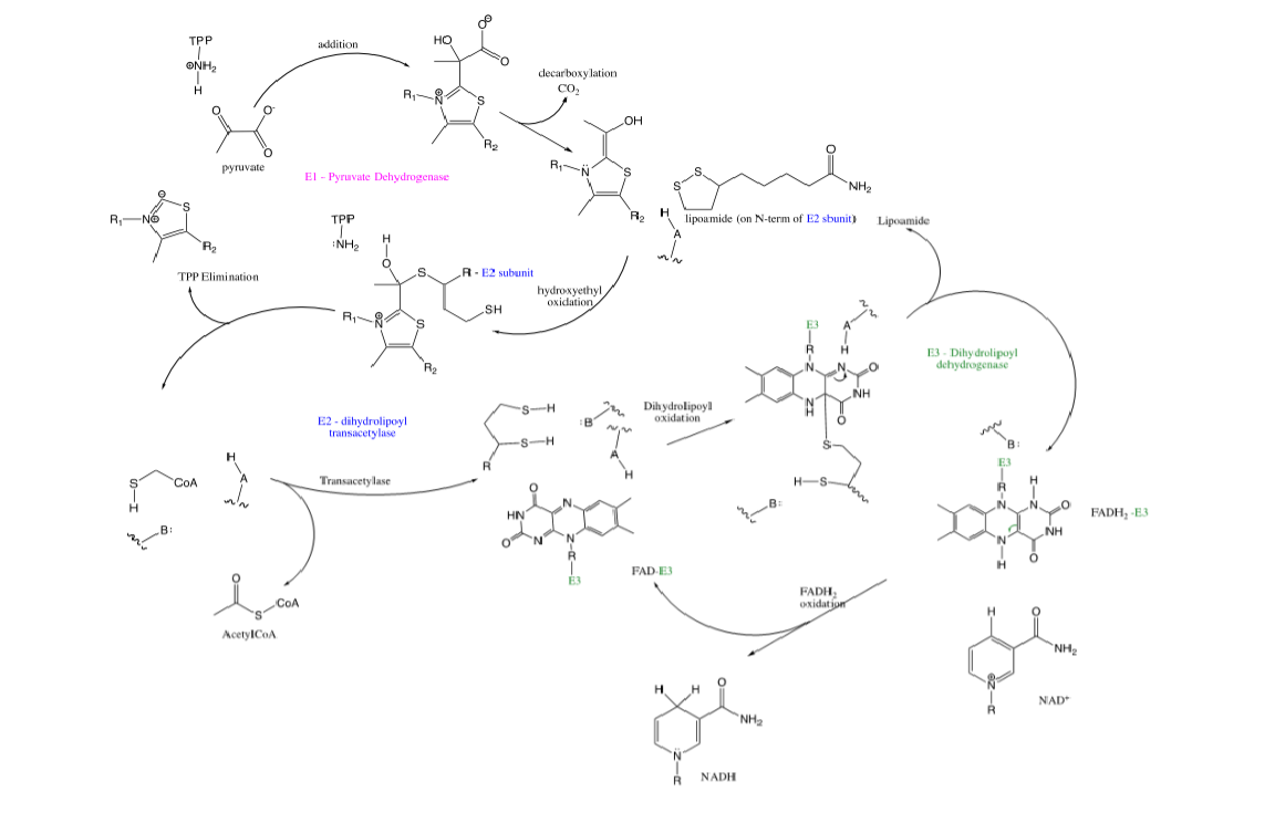 Solved Using this diagram of the pyruvate dehydrogenase | Chegg.com