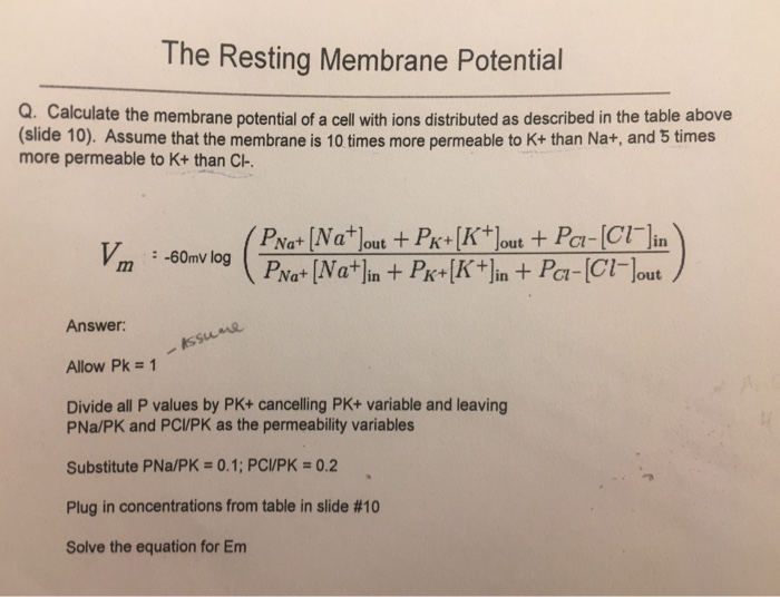 Solved The Resting Membrane Potential Q. Calculate the | Chegg.com