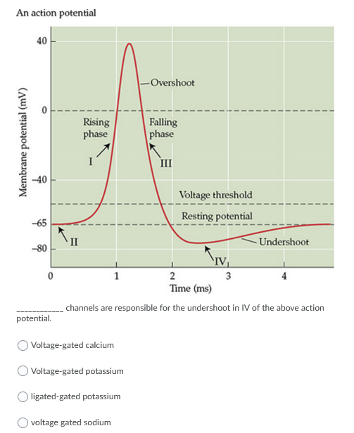 Solved An action potential 40 - Overshoot Rising phase | Chegg.com