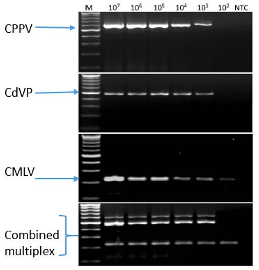 Solved In the combined multiplex section in Figure X, a | Chegg.com