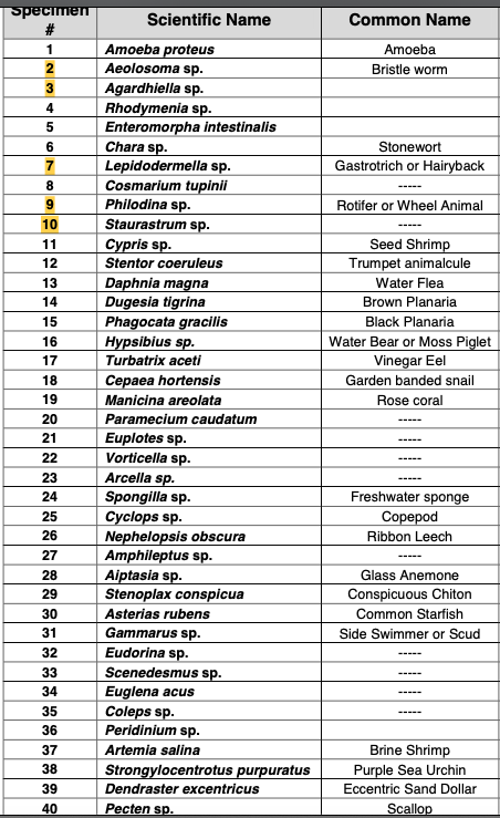 Solved 4. Algal Protist Dichotomous Key. This key must | Chegg.com