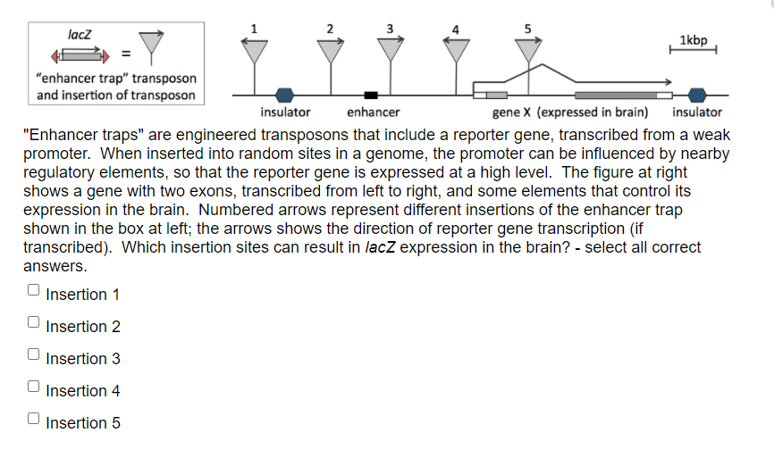 Solved lacz 2 3 5 1kbp "enhancer trap" transposon and | Chegg.com