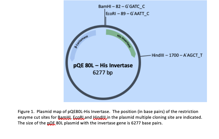 Solved You are using restriction enzyme cloning to clone the | Chegg.com